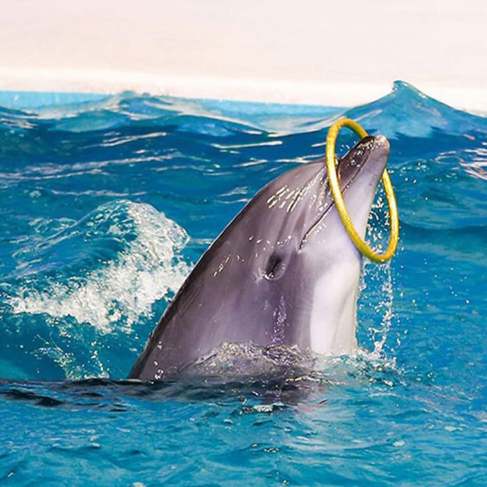 DoJoin: Fun, Adventure, Explore